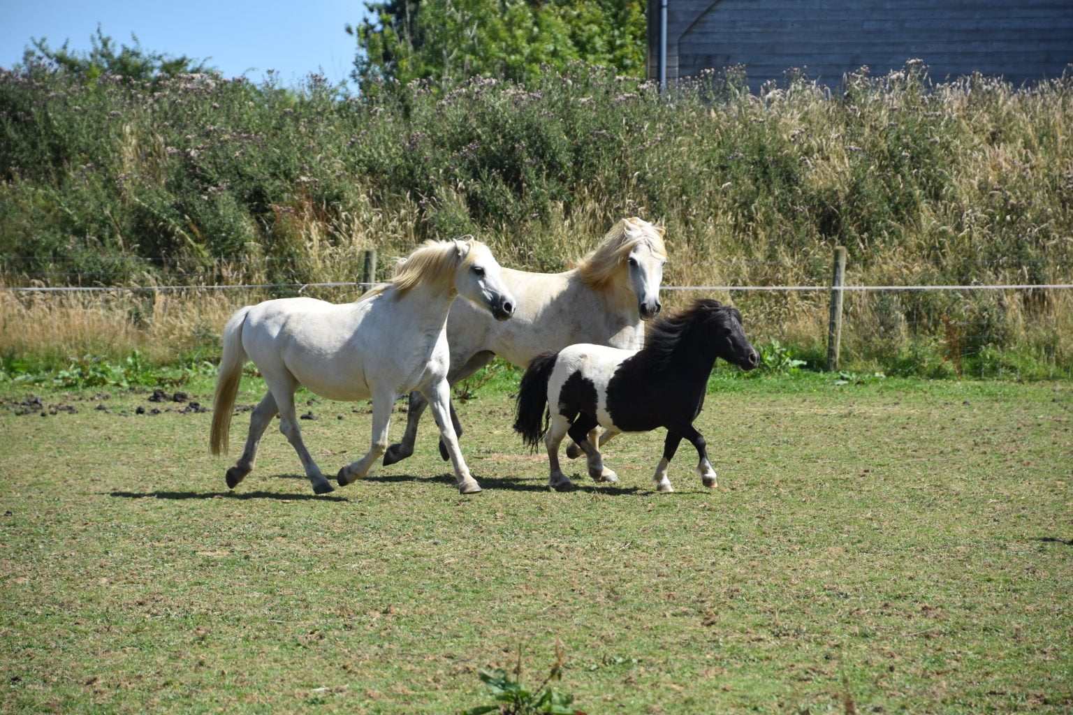 25 Things To Do In Cornwall With Toddlers | Kiddieholidays