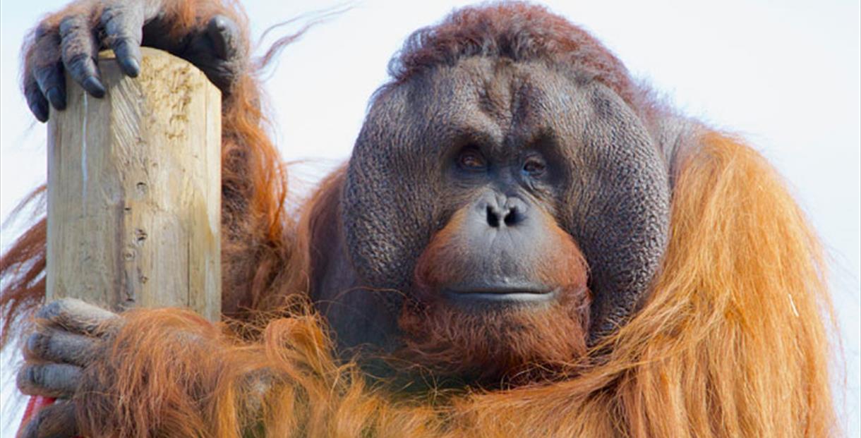 20 Things To Do In Dorset With Toddlers | Kiddieholidays